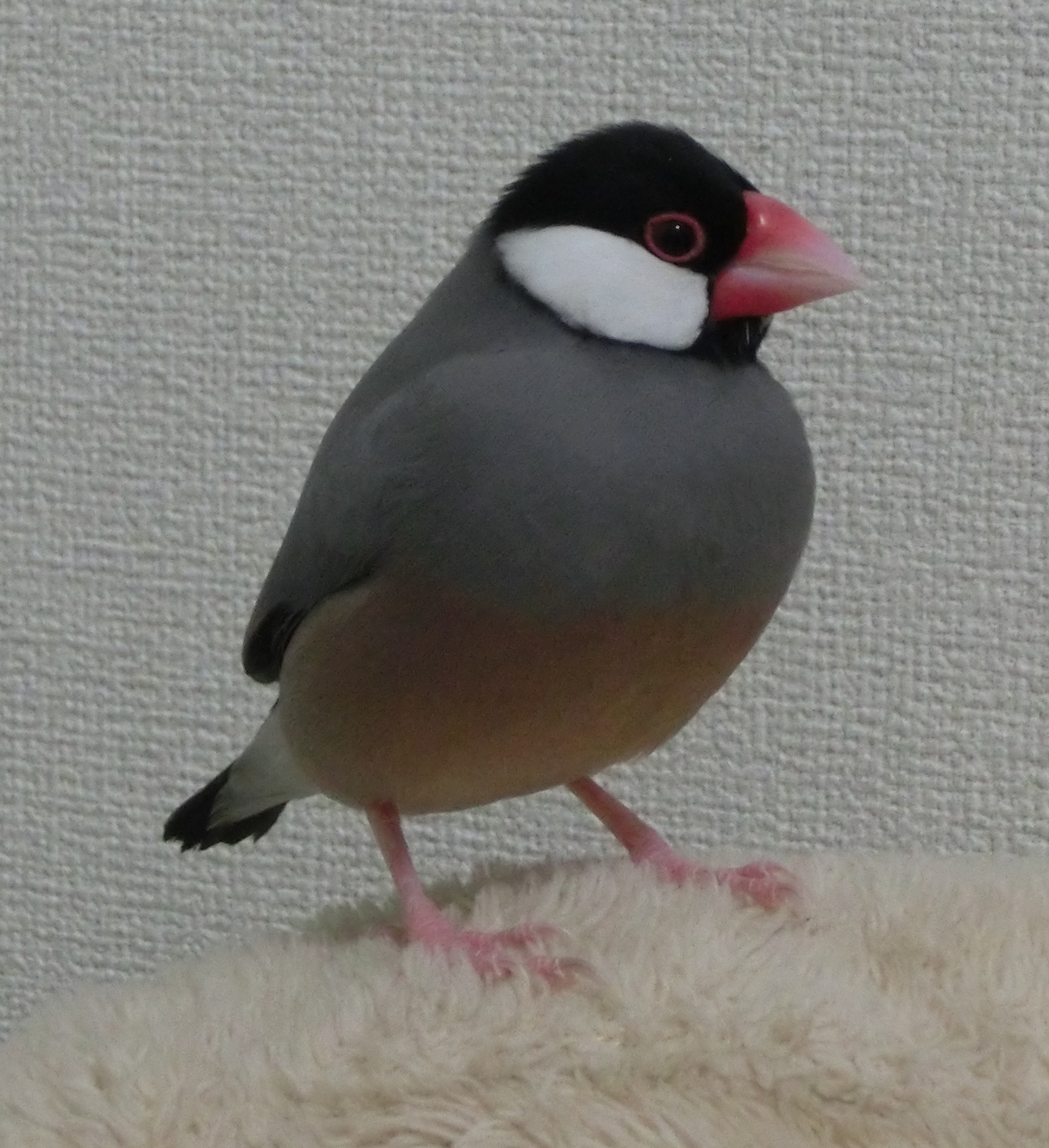 サバイバルゲーム 島の生活2 Ver1.9