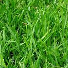 Rock Merge! Rebirths Update!