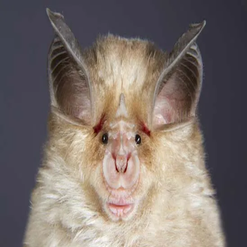 Outertale Sans Fight (V1.2.9)