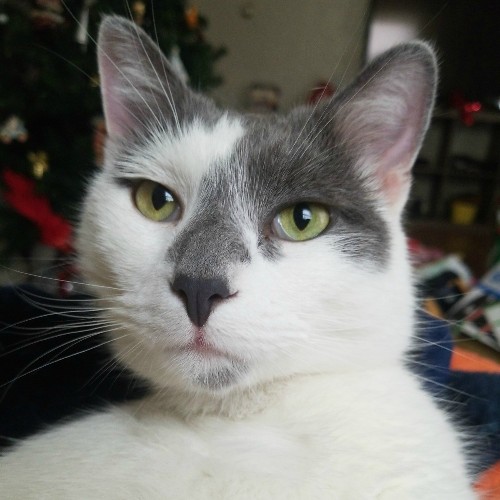 Squid Game on Scratch