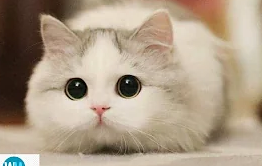 FNF Hit Single Real - Silly Billy Test