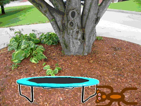 Monkey jumps on trampoline