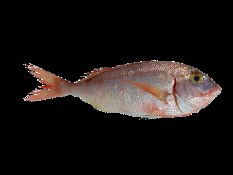 slap the fish (image'un)