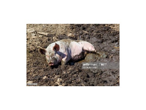 Good Luck Charlie Two Timin' Pig