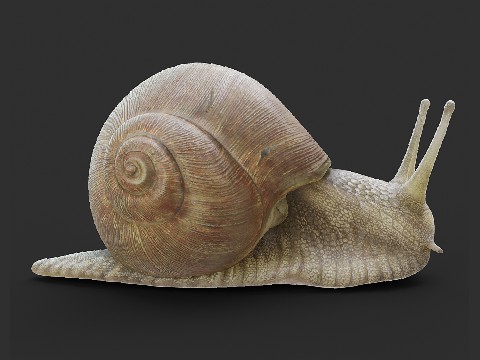 Warp Snail