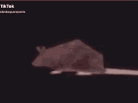 High Quality Horizontally Spinning Rat