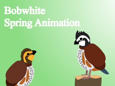 Bobwhite Spring Animation